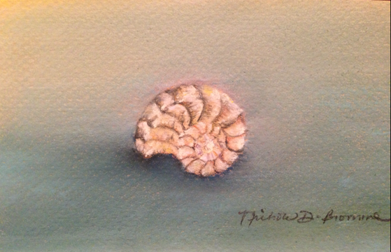 Shell @ Art by Nichole Delafield